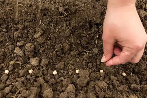 When and How to Plant Chickpeas? We Tell You Everything! – Plants and ...