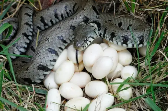 Where Do Snakes Lay Their Eggs and How to Recognize Their Eggs ...
