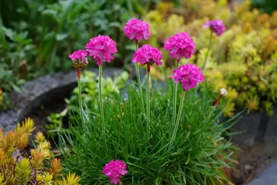 What Is Spanish Grass? Everything You Need to Know About This Perennial ...