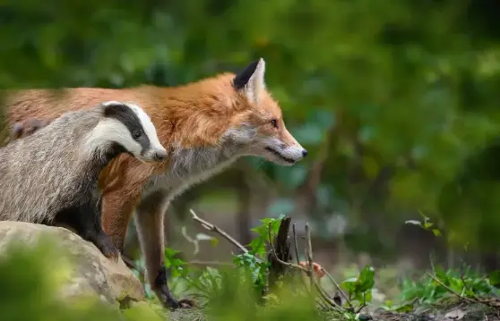 Do Badgers Eat Chickens? How to Protect Your Chicken Coop from Their ...