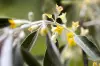 How to Plant an Eleagnus in the Ground and When: 4 Top Tips for Growing ...