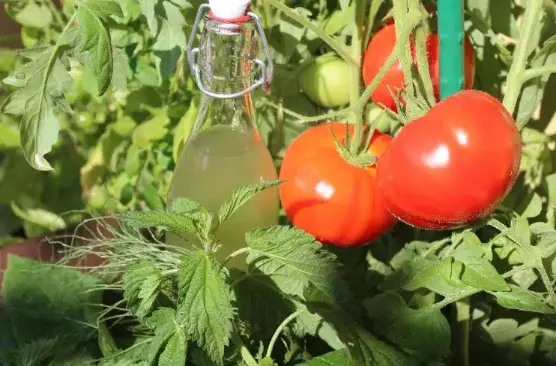 How to Use Nettle at the Foot of Tomatoes? Best Preventive Treatment ...