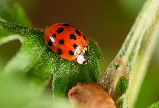How to Encourage the Presence of Ladybugs? Expert Advice – Plants and ...