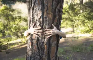 Debarking Trees: The How and Why of It! – Plants and Garden Tips