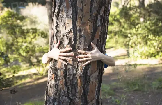 Debarking Trees: The How and Why of It! – Plants and Garden Tips