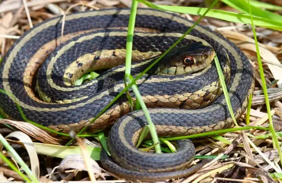How to React to a Snake: Some Tips to Avoid Being Attacked – Plants and ...