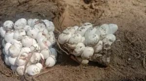 Where Do Snakes Lay Their Eggs and How to Recognize Their Eggs ...