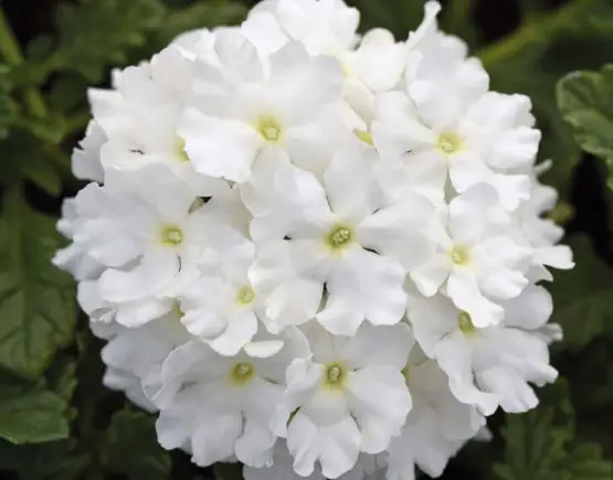 8 Easy-Care White Flowering Perennials to Brighten Up Your Garden ...