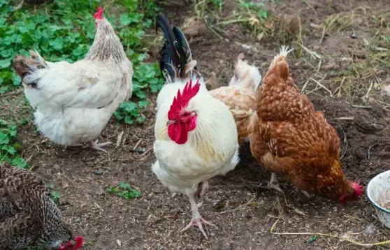 Why Do Chickens Lose Feathers on Their Buttocks and Other Parts of ...