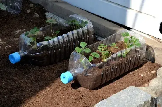 THE USE OF PARACETAMOL FOR PLANTS: GOOD OR BAD IDEA? DECRYPTION ...