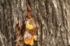 Why Do Trees Make Resin? Follow the Guide! – Plants and Garden Tips