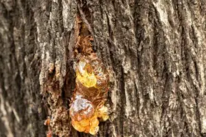 Why Do Trees Make Resin? Follow the Guide! – Plants and Garden Tips