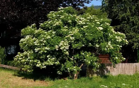 How to Plant a Fruit Hedge? The Best Edible Shrubs for a Unique Privacy ...
