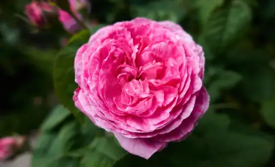 When and How to Plant the Peony Rose: Care Tips for This Remarkable ...