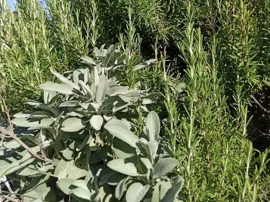 Which Plants with Fragrant LEAVES for a Perfumed Garden? – Plants and ...