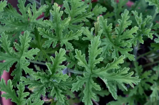 Which Plants with Fragrant LEAVES for a Perfumed Garden? – Plants and ...