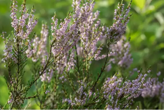 When and How to Prune a Tamarisk Depending on the Variety: Essential ...