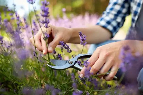 Which Plants with Fragrant LEAVES for a Perfumed Garden? – Plants and ...