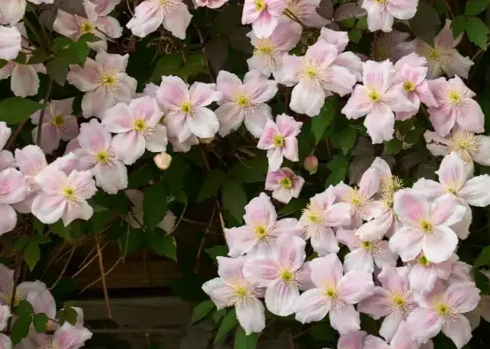 How to Take a Clematis Cutting: The Complete Guide! – Plants and Garden ...