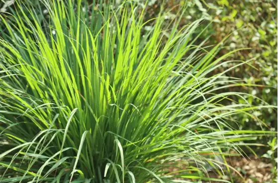 Which Plants with Fragrant LEAVES for a Perfumed Garden? – Plants and ...