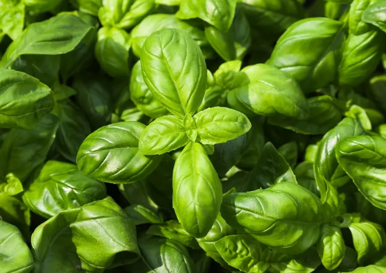 Which Plants with Fragrant LEAVES for a Perfumed Garden? – Plants and ...