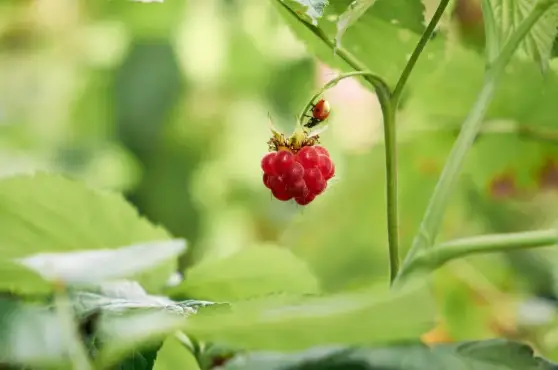 Which Edible Ground Cover Plant Should You Choose for Your Garden? Our ...