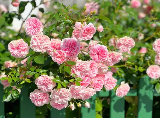 Which Plant for a Defensive Hedge? Top Ideas That Will Brighten Up Your ...