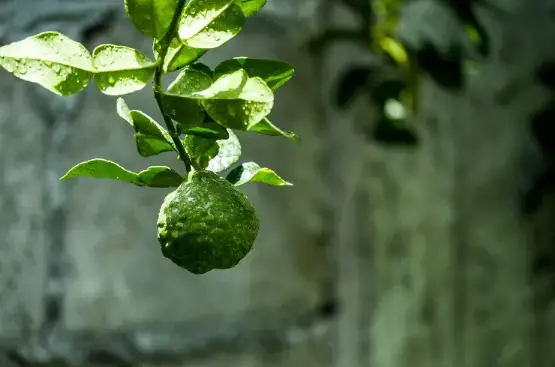 Which Plants with Fragrant LEAVES for a Perfumed Garden? – Plants and ...