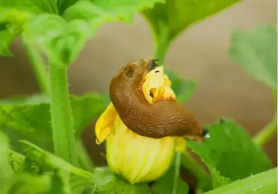 How to Make a Slug Trap? Check Out Our Top Tips – Plants and Garden Tips