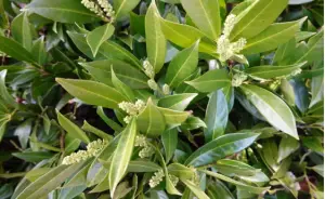 When to Prune Cherry Laurel? How to Do It Right? – Plants and Garden Tips