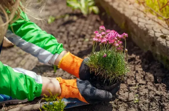 What Is Spanish Grass? Everything You Need to Know About This Perennial ...