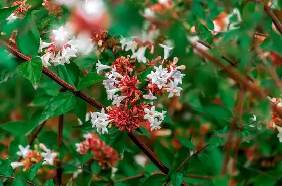 5 Long-Flowering Shrubs That Are a Change from Laurel and Hydrangea ...