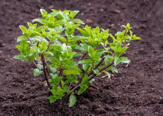 Which Plants with Fragrant LEAVES for a Perfumed Garden? – Plants and ...