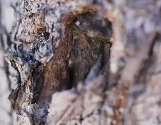 Debarking Trees: The How and Why of It! – Plants and Garden Tips