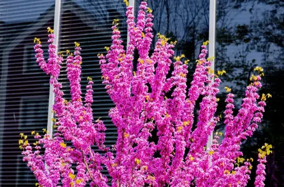 Planting the Judas Tree: A Complete Guide to Care and Planting – Plants ...