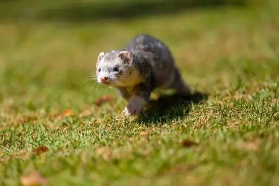 Adopting a Ferret to Keep Rats Away: Is This a Viable Solution ...