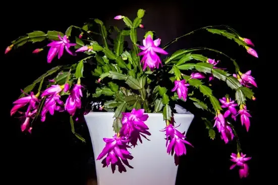 How to Make Your Christmas Cactus Bloom in December: The Final Step ...