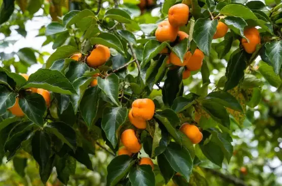 When to Pick Persimmons: The Ultimate Guide to Harvesting This Autumn ...