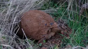 Where Do Turtles Go in Winter? How Do They Survive Freezing ...