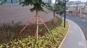 How to Use Bamboo in the Garden? 8 Creative Ideas for a Natural and Zen ...