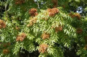 How to Get Rid of Tree of Heaven: Practical Gardening Tips – Plants and ...