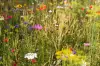 Native Flowers of France: Why You Should Plant Them in Your Garden ...
