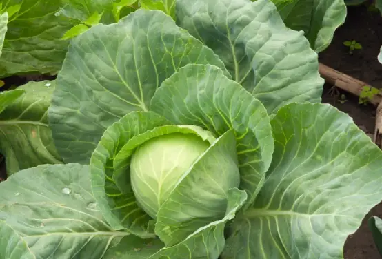 When to Plant Spring Cabbage? Our Simple Tips for a Successful Harvest ...