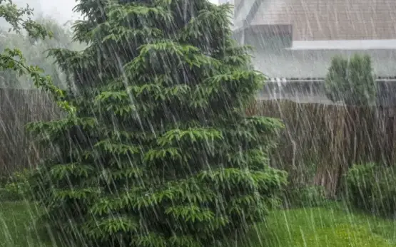 What Happens to the Garden When It Rains Too Much? How to Protect ...