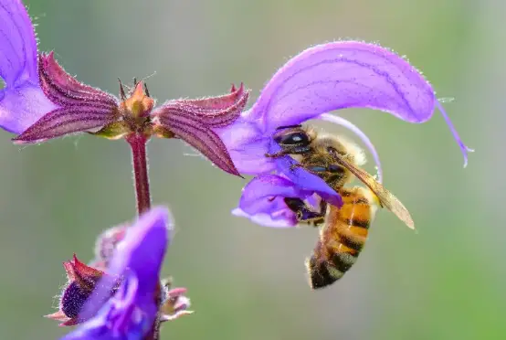 Providing Food for Pollinators in October: Everything You Need to Know ...