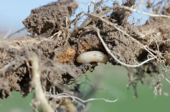 How to Get Rid of Cabbage Flies? Everything You Need to Know! – Plants ...