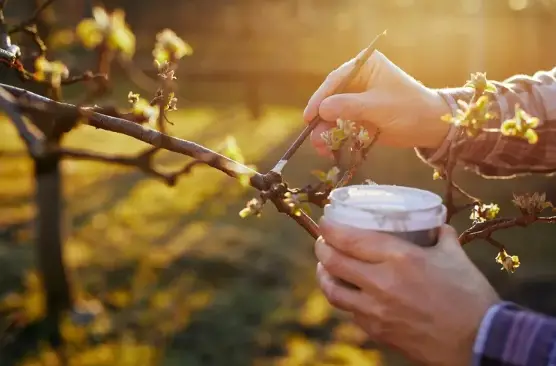 Homemade Tree Healing: 6 Natural Recipes for Fruit and Ornamental Trees ...