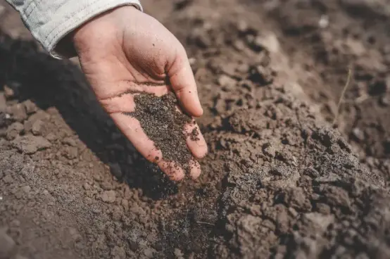 Plants That Thrive in Sandy Soil: Our Top 3 Picks – Plants and Garden Tips