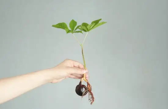 From Fruit to Tree: A Beginner’s Guide to Growing a Chestnut Tree from ...