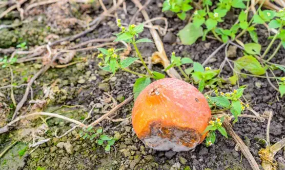 Why Do Pumpkins Rot on the Plant? Common Causes and Solutions to Save ...